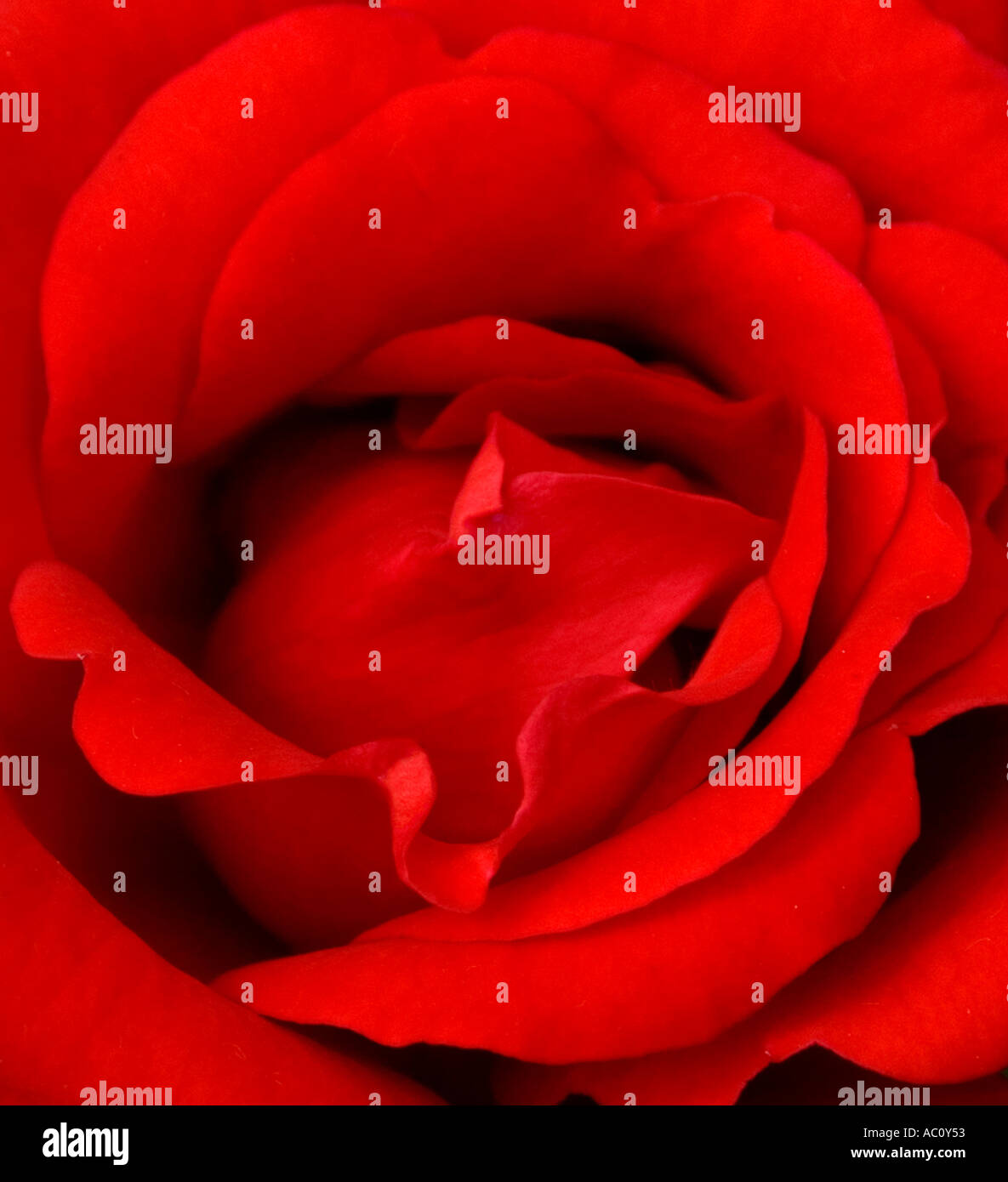Half opened rose hi-res stock photography and images - Alamy