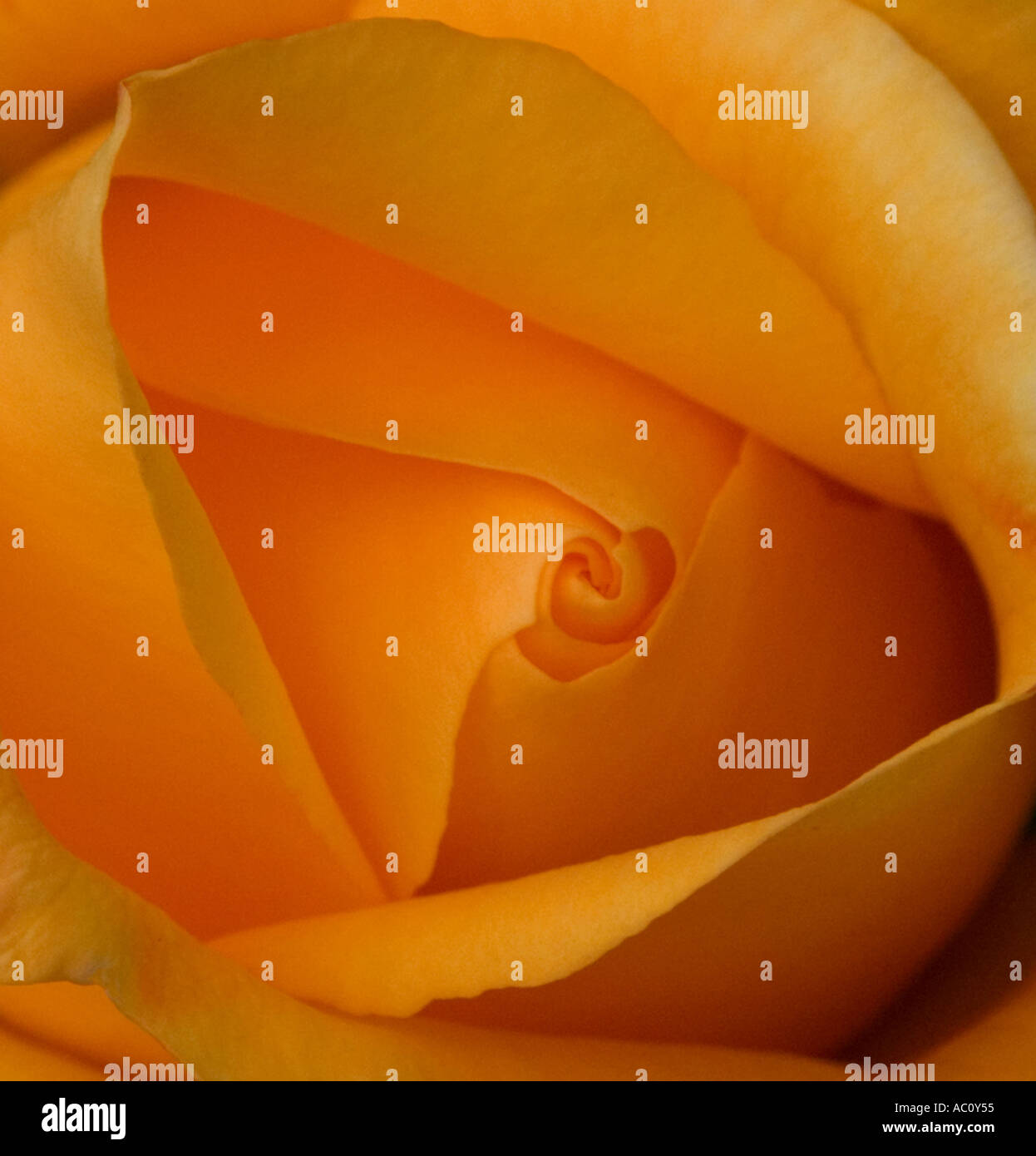 Deep yellow rose hi-res stock photography and images - Alamy