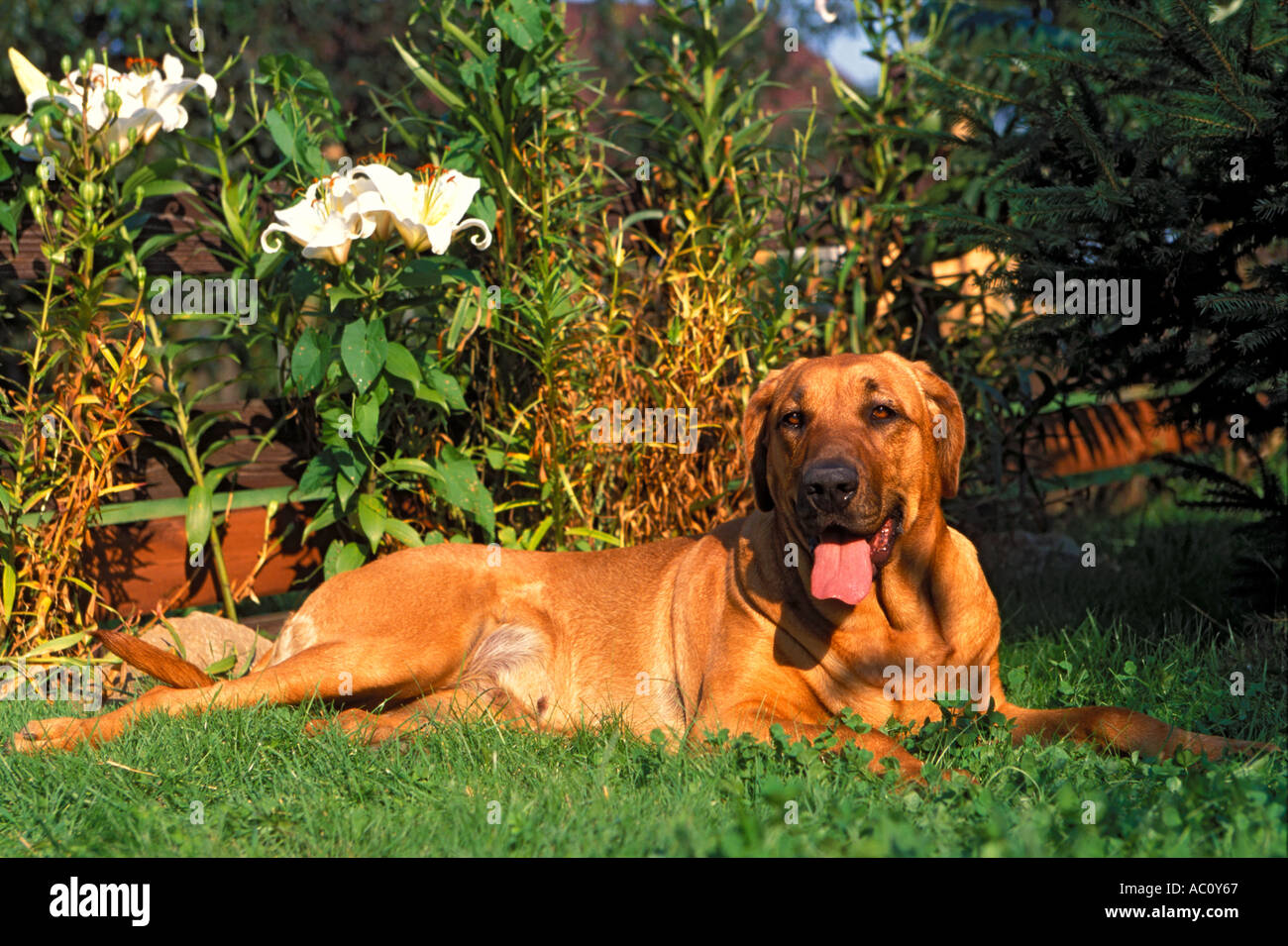 Broholmer dog breed puppy with hi-res stock photography and images - Alamy