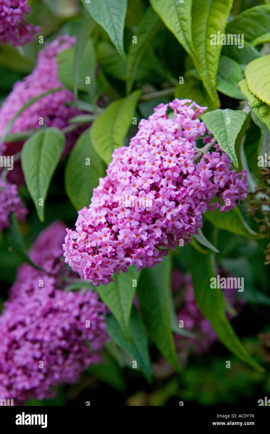 Buddleia leaves hi-res stock photography and images - Alamy