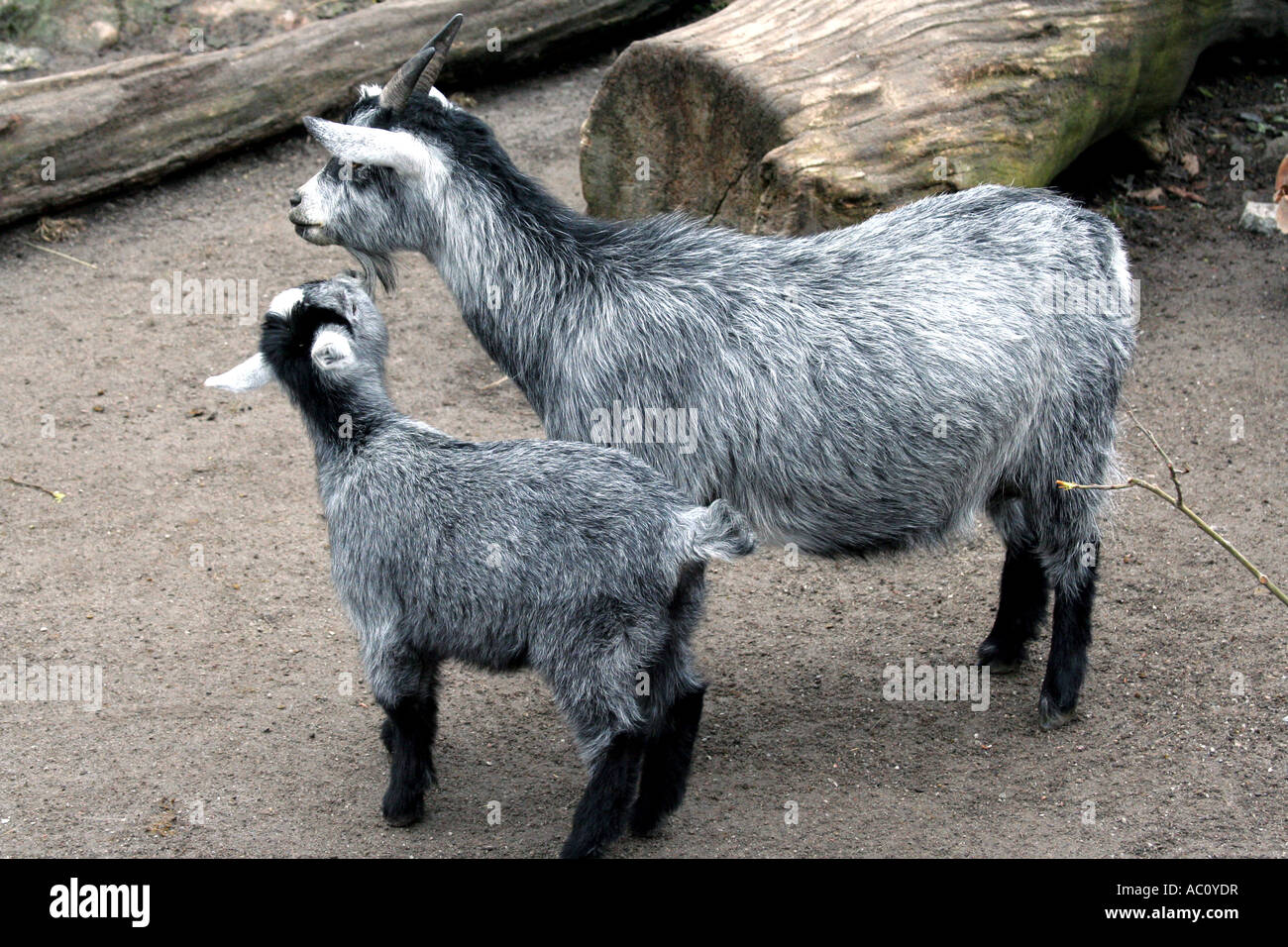 Goats in Skansen, a zoo and open-air museum in Stockholm, Sweden Stock ...
