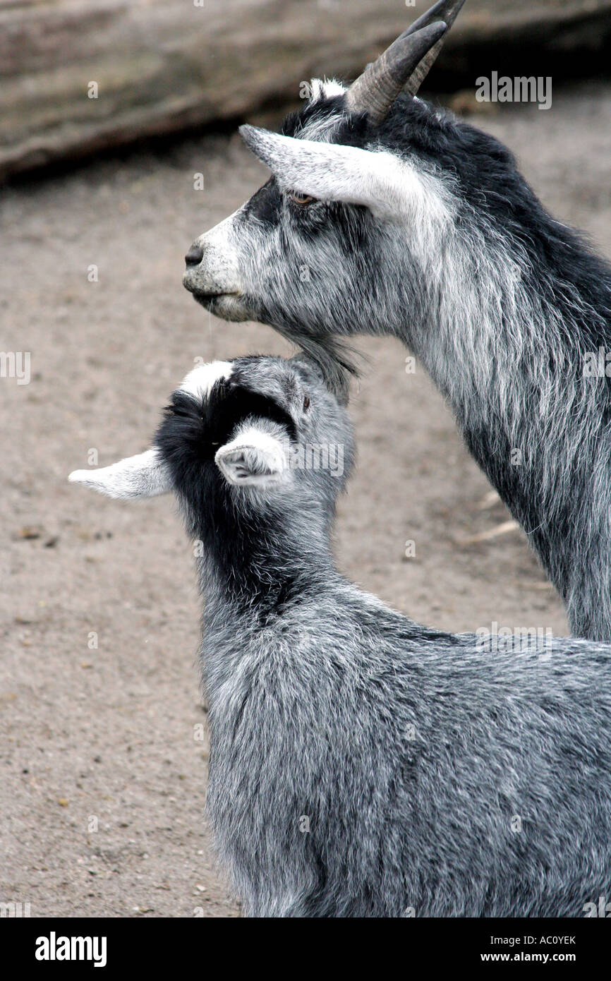 Goats in Skansen, a zoo and open-air museum in Stockholm, Sweden Stock ...