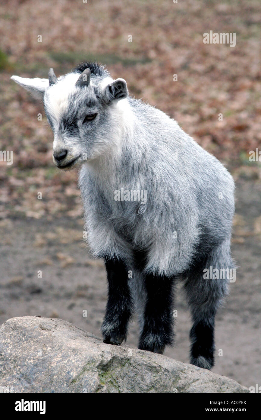 Goats in Skansen, a zoo and open-air museum in Stockholm, Sweden Stock ...