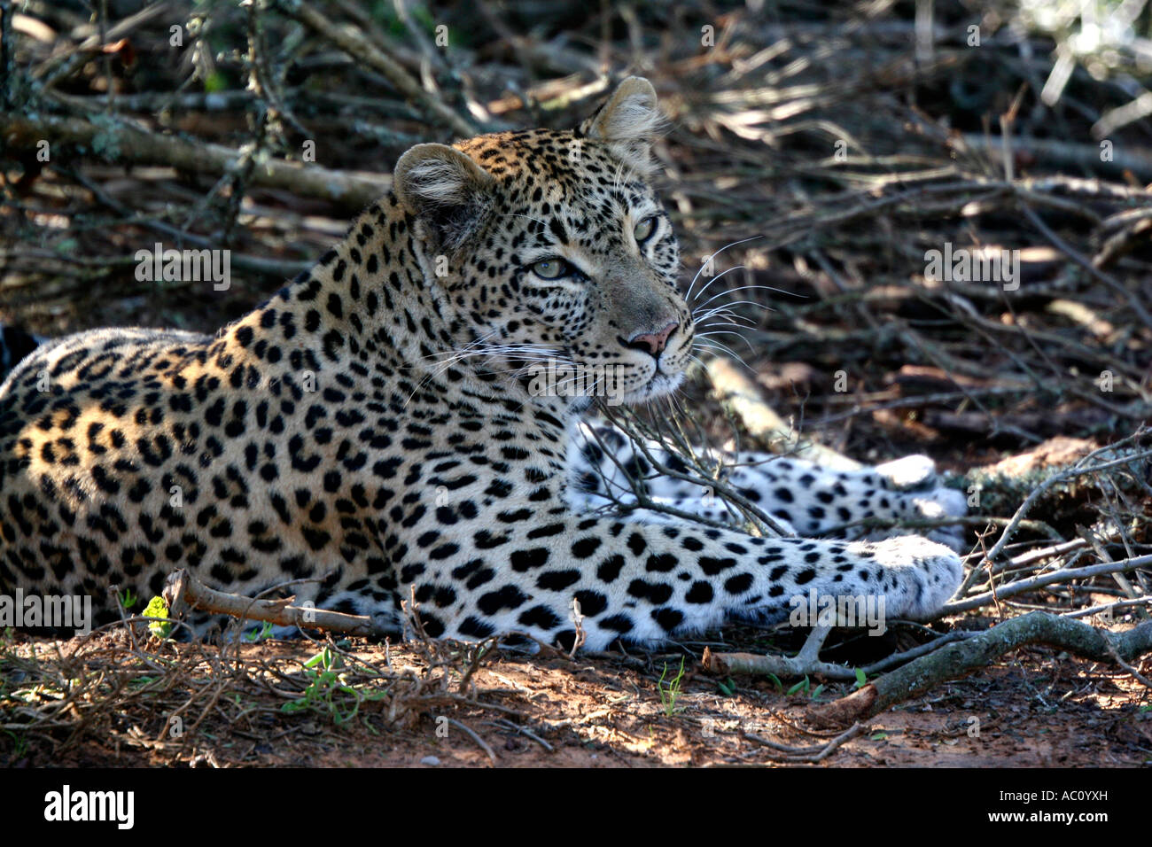 Leopard, Panthera pardus pardus, in shade of tree, Africa Stock Photo ...