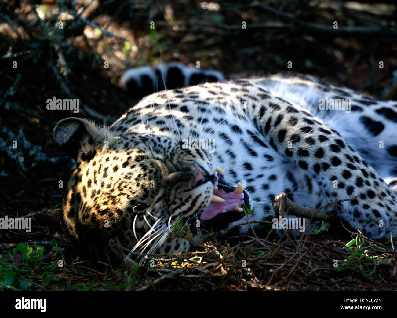 Leopard, Panthera pardus pardus, rolling on back and yawning Stock ...