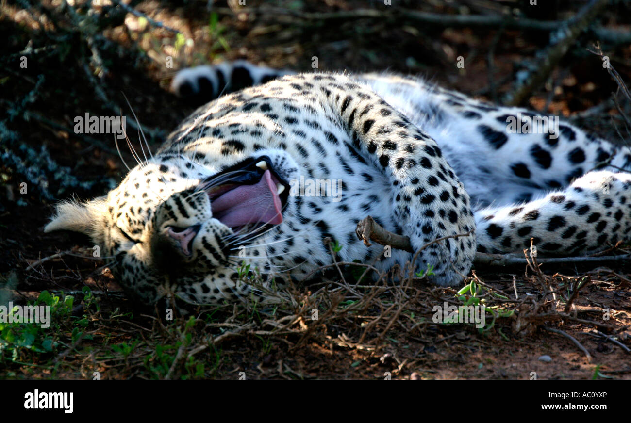 Yawning leopard, Panthera pardus pardus, rolling on back, Africa Stock ...