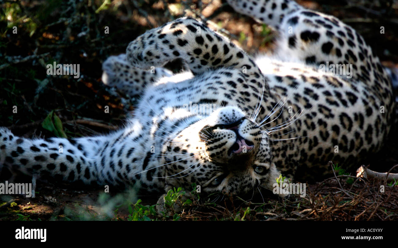 Leopard, Panthera pardus pardus, rolling on back in sahde of tree ...