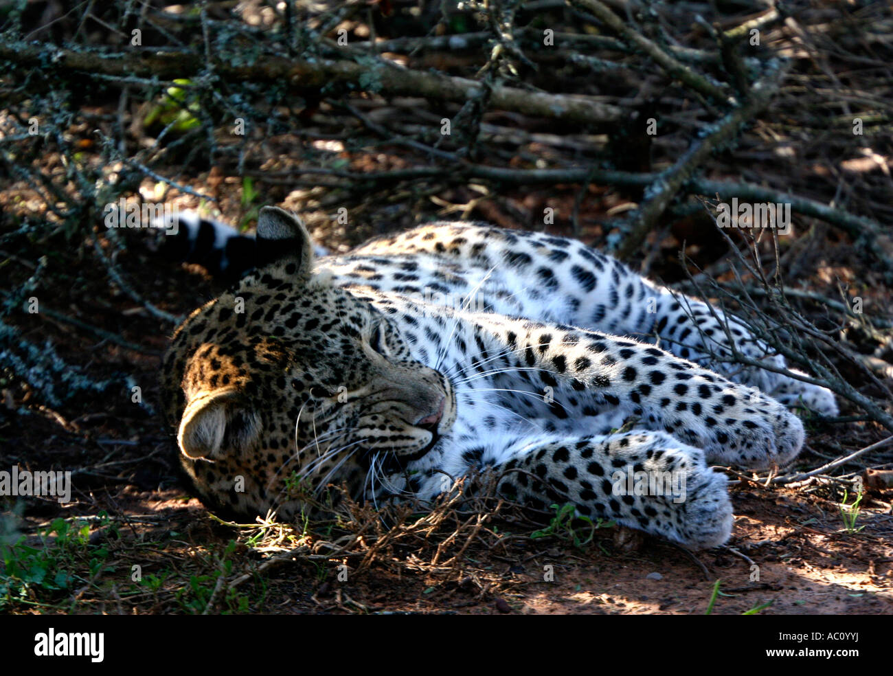 Leopard, Panthera pardus pardus, resting in shade of tree, Africa Stock ...