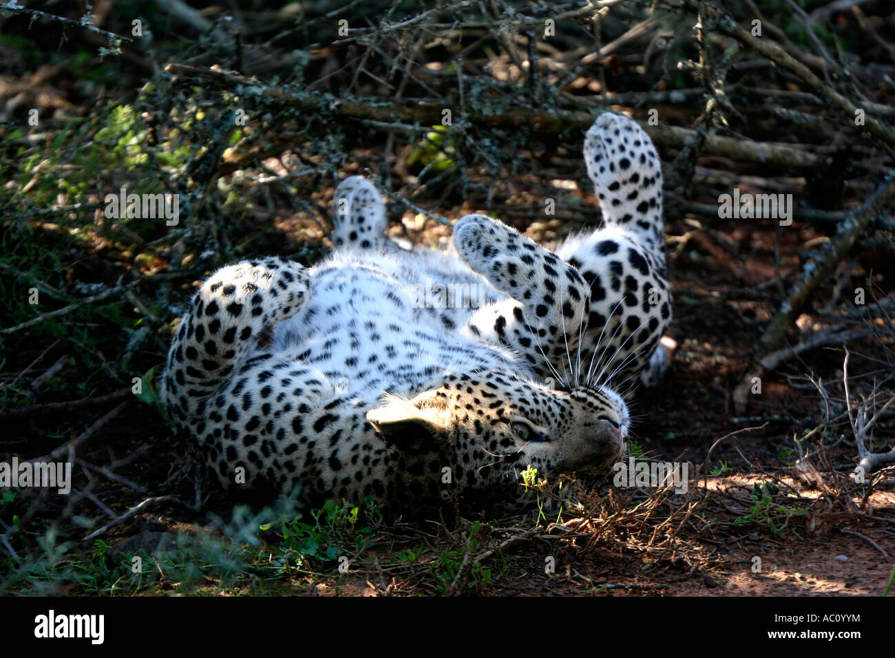 Leopard, Panthera pardus pardus, rolling on back and stretching in ...