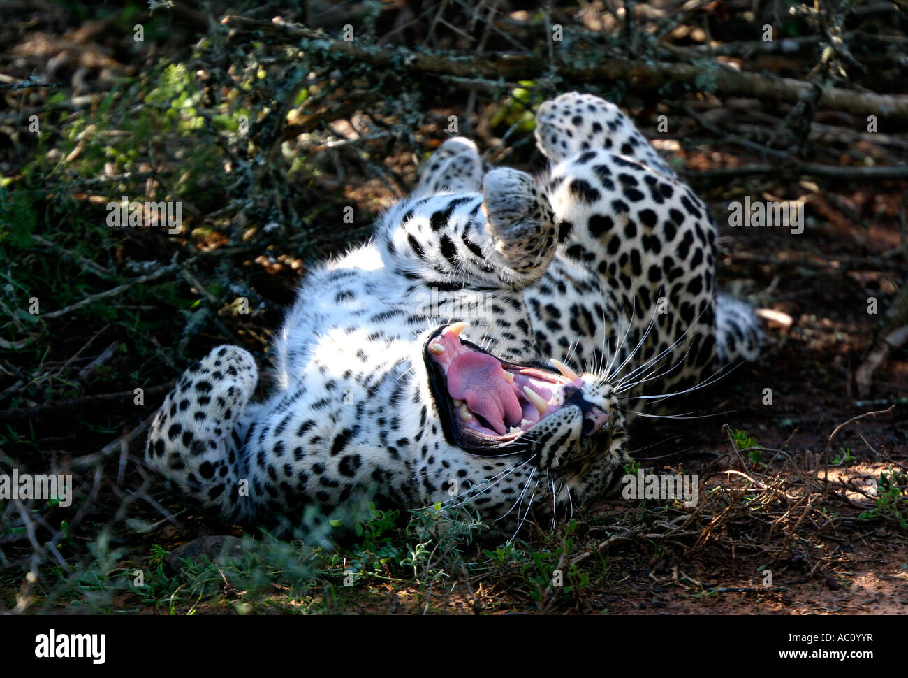 Leopard, Panthera pardus pardus, rolling on back and yawning Stock ...