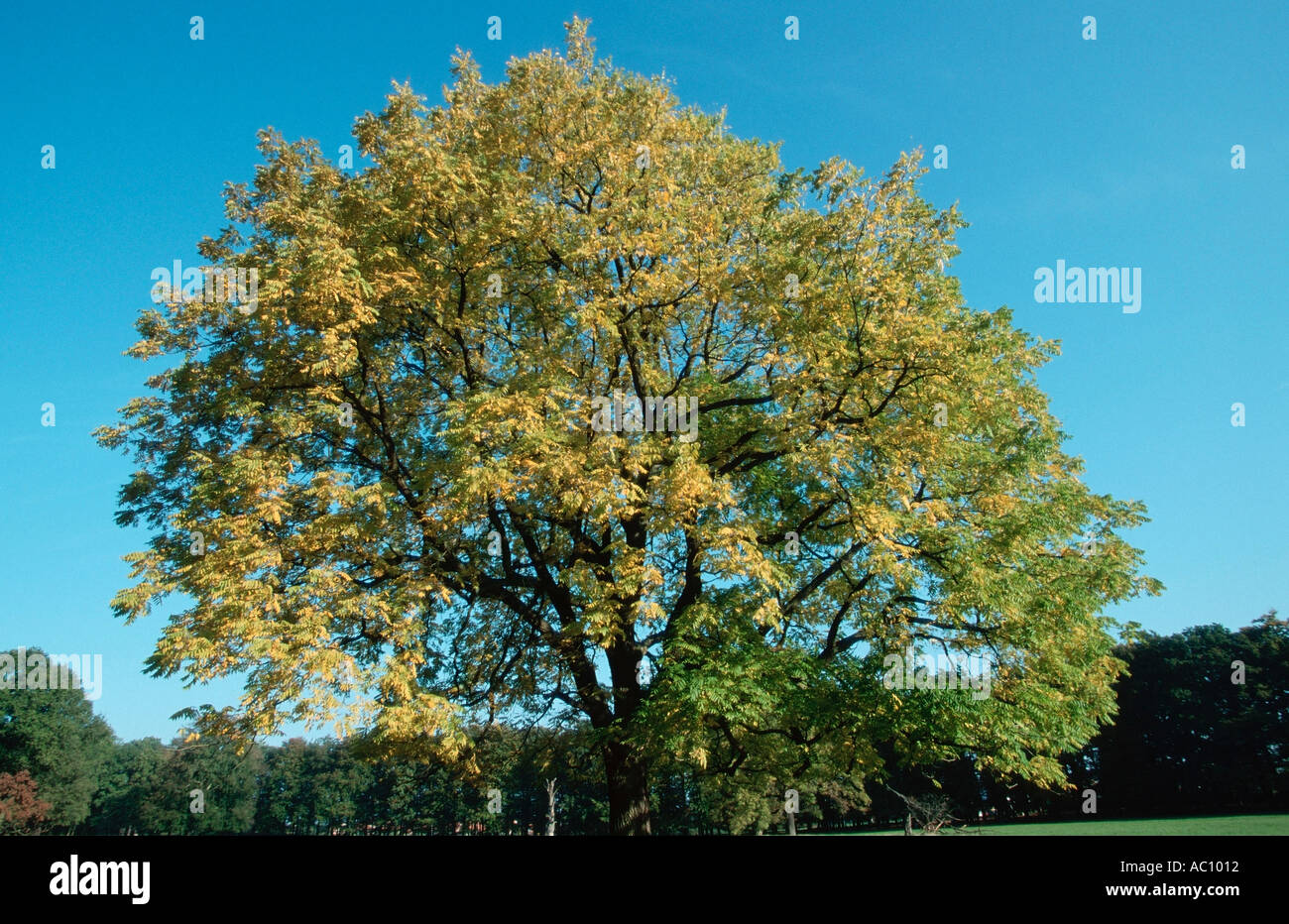 Nut tree Juglans nigra Stock Photo - Alamy