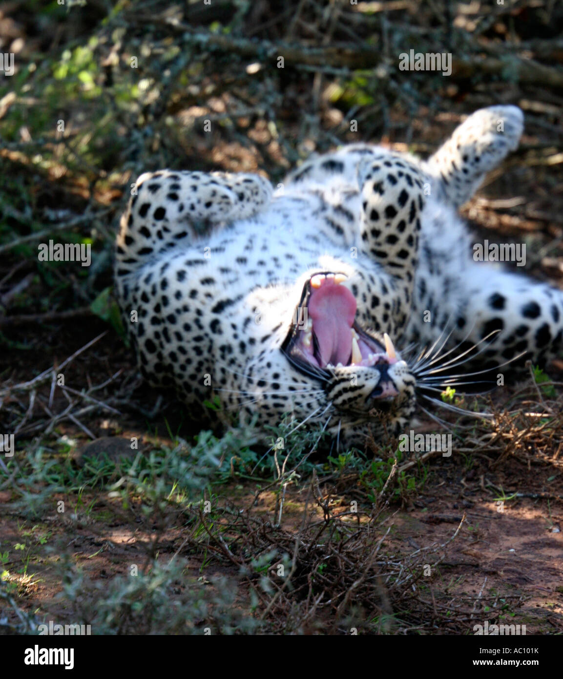 Africa leopard yawning on hi-res stock photography and images - Alamy