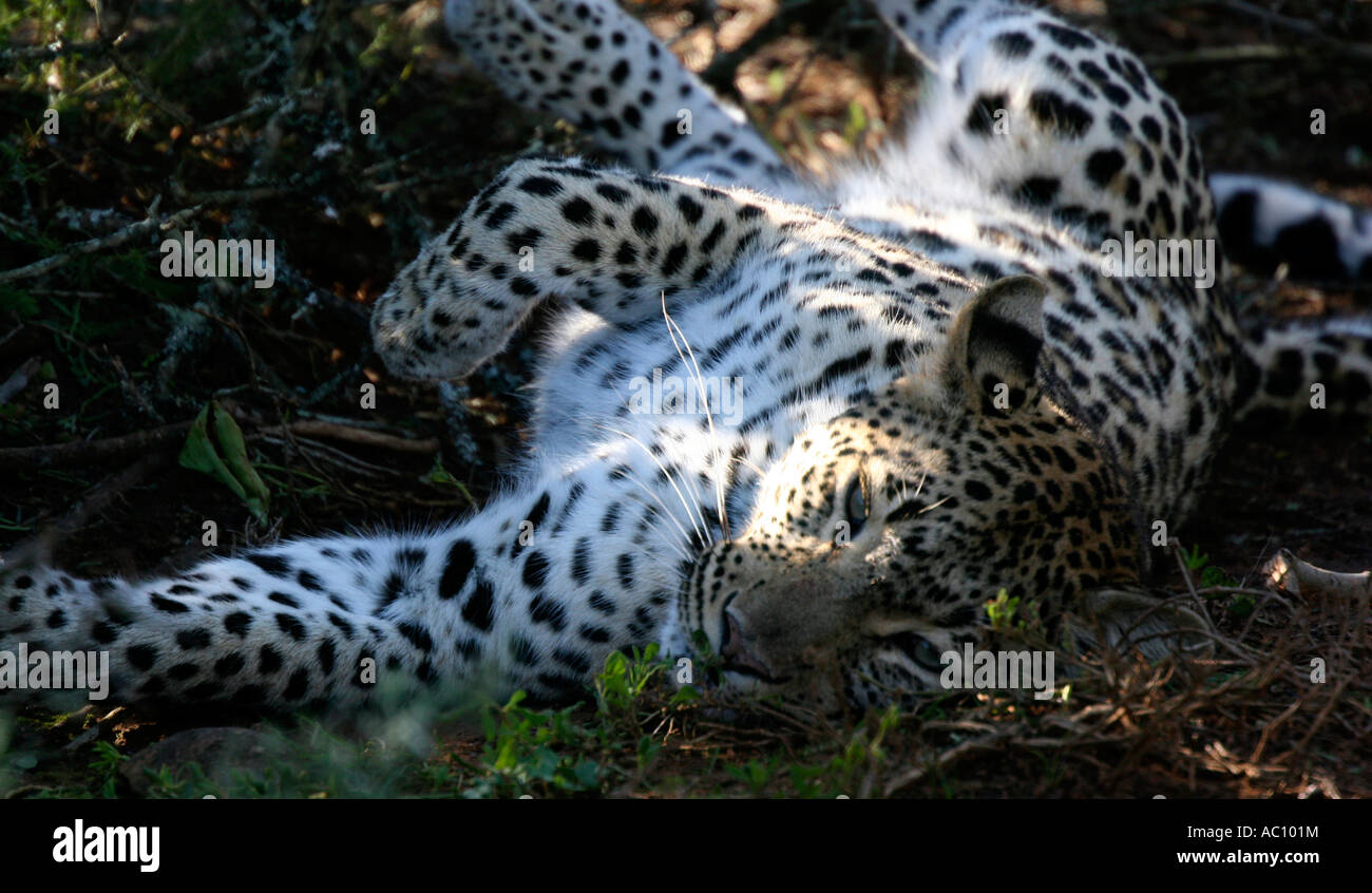 Leopard, Panthera pardus pardus, rolling on back in dappled light ...