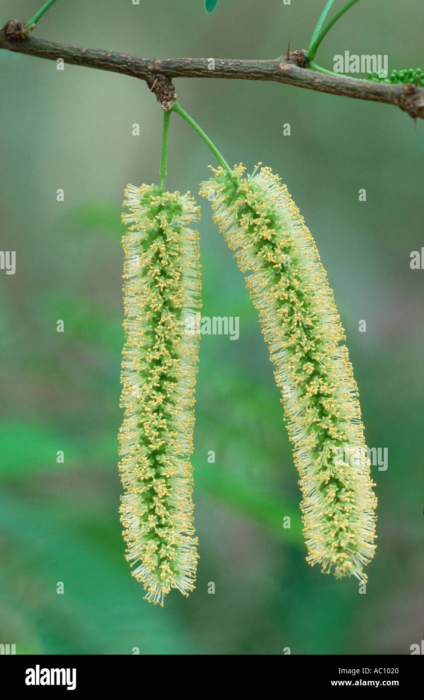 Mesquite tree catkins Prosopis juliflora Stock Photo - Alamy