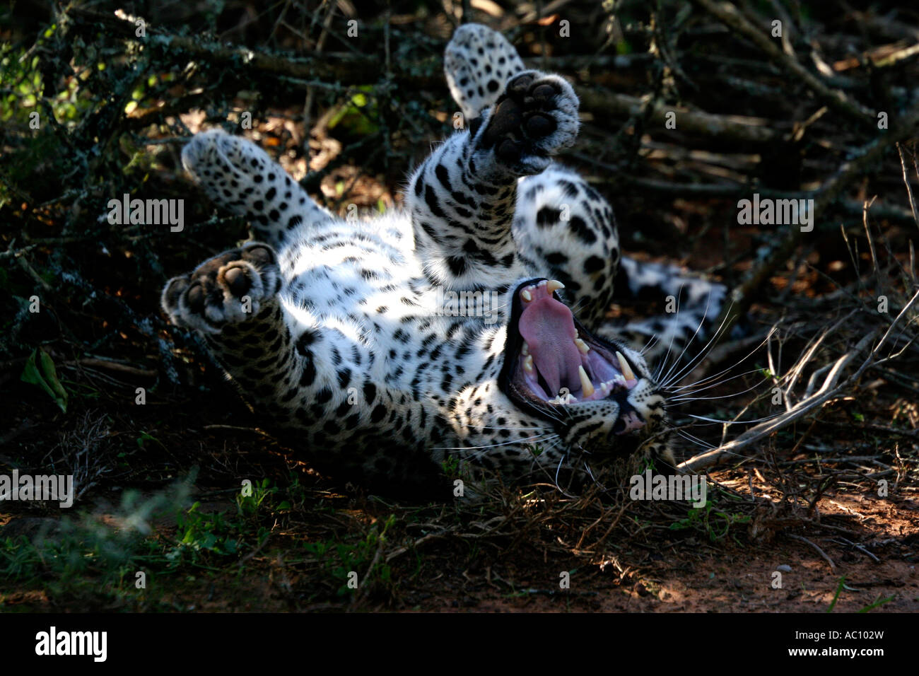 Leopard, Panthera pardus pardus, rolling on back and stretching, Africa ...