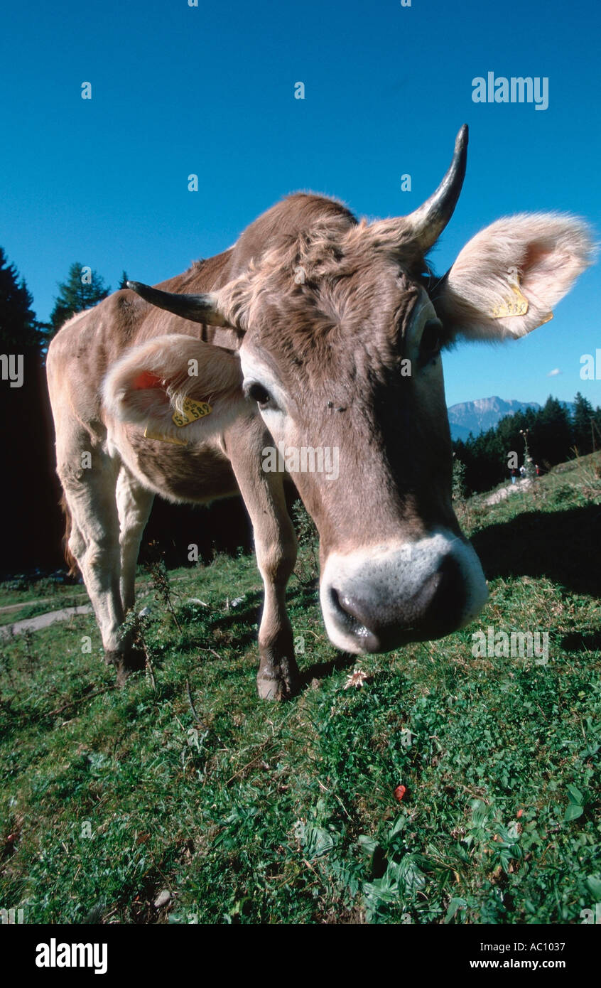 Cattle cow Alps Bavaria Germany Stock Photo - Alamy