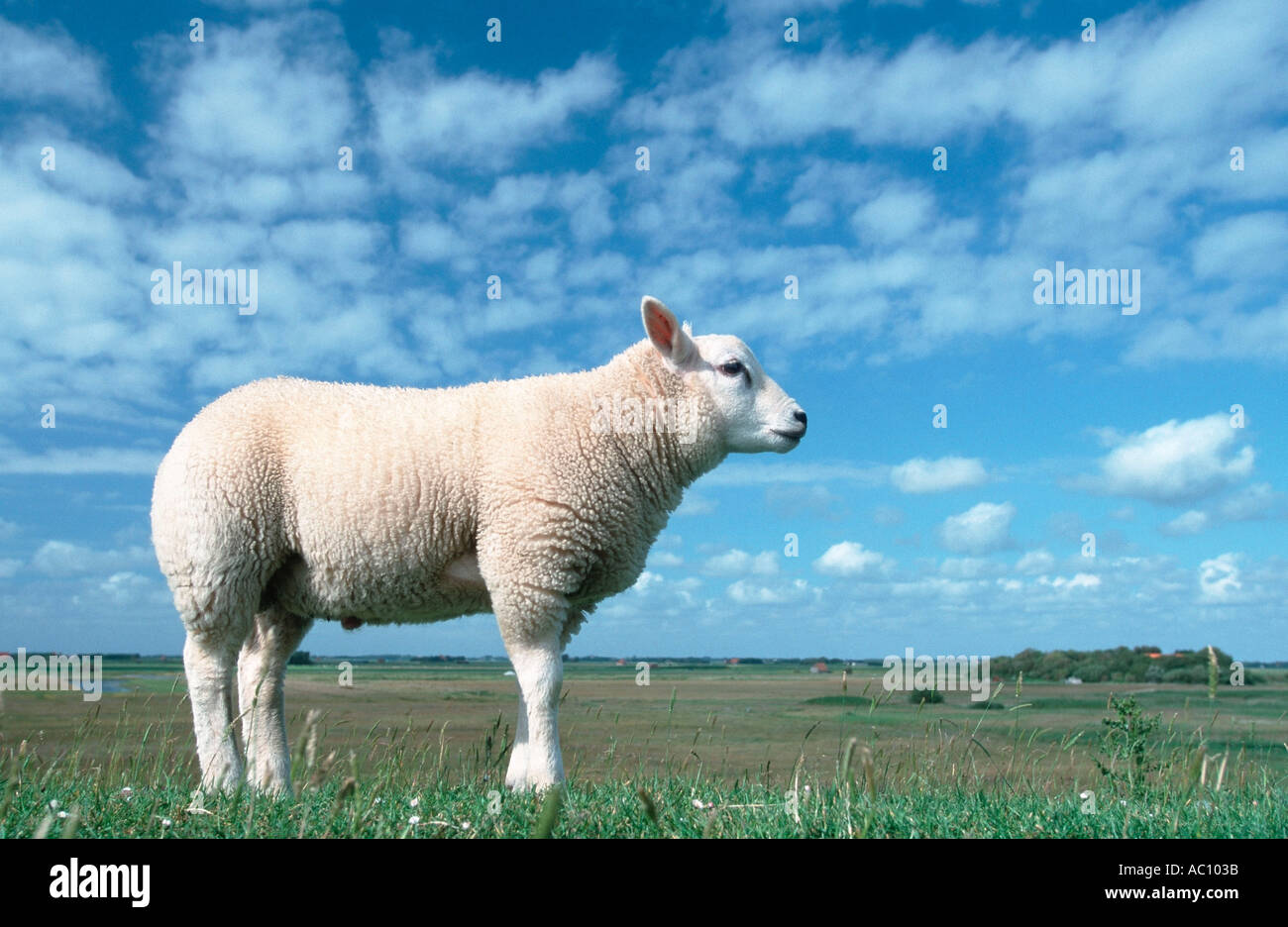 Texel schaf hi-res stock photography and images - Alamy