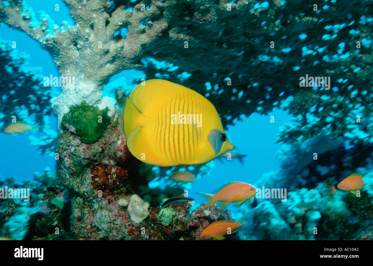 Masked Butterflyfish Red Sea Chaetodon semilarvatus Stock Photo - Alamy