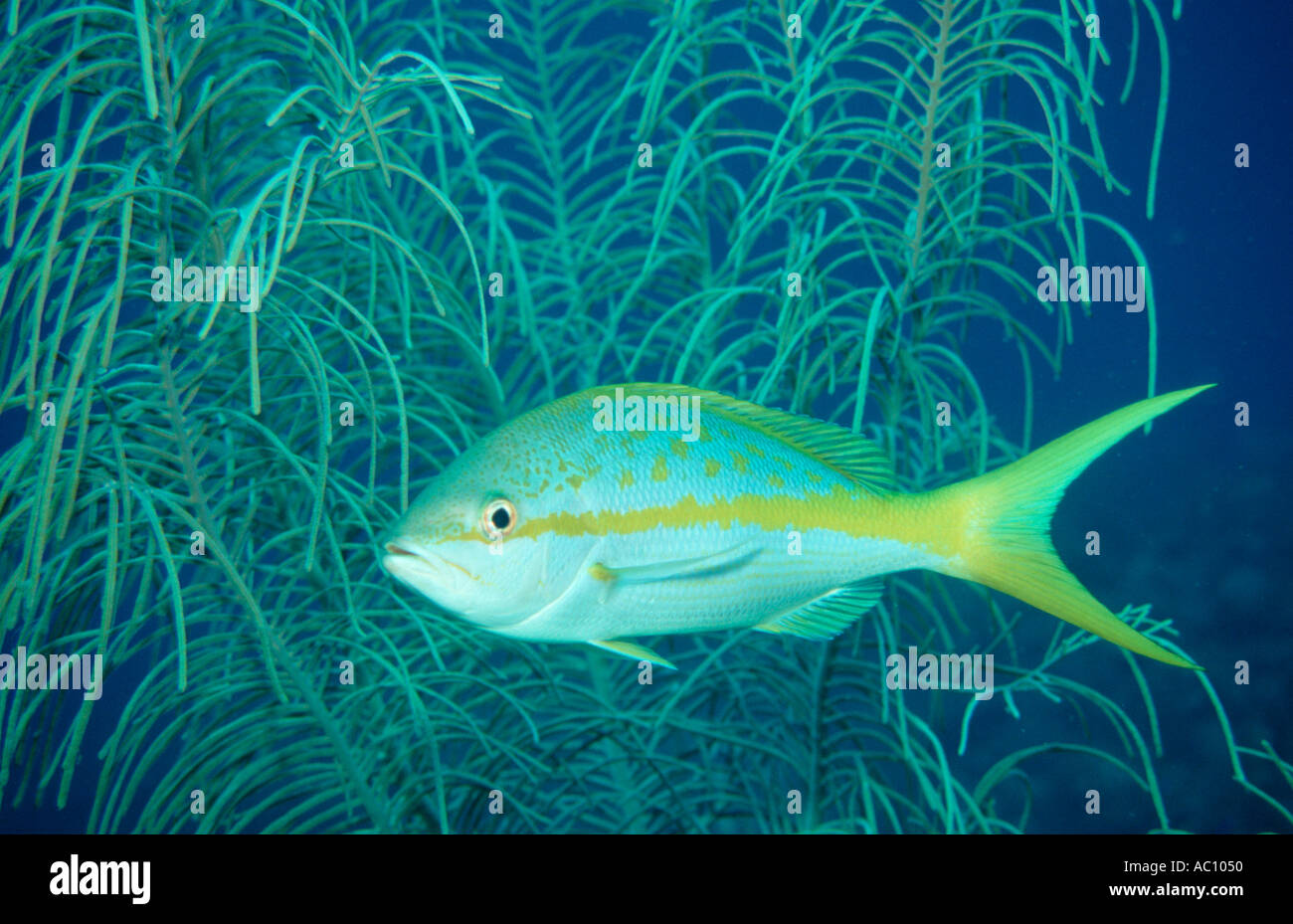 Yellow tailed Snapper Carribean Sea Ocyurus chrysurus Stock Photo - Alamy