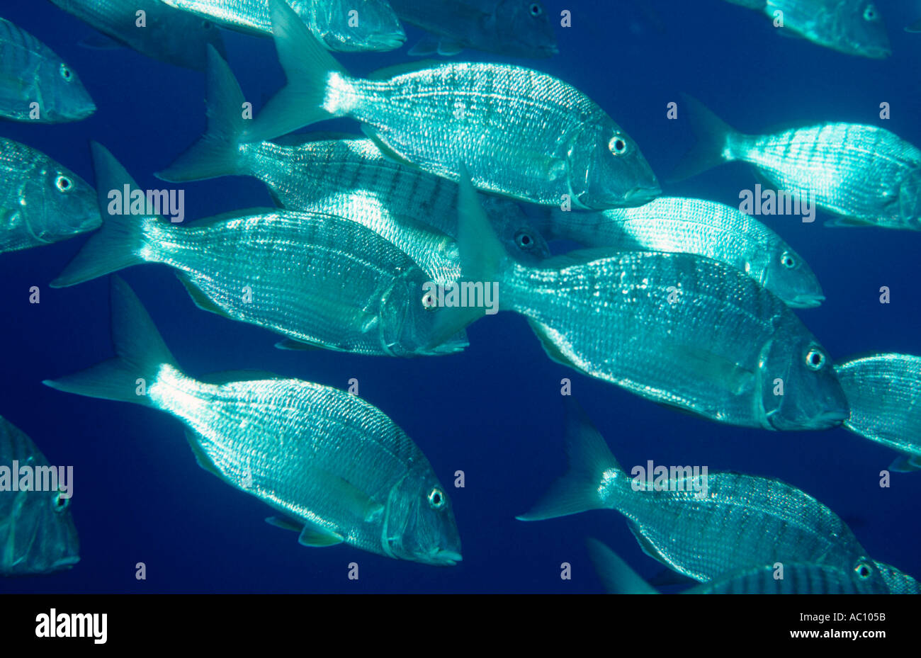 Lithognathus mormyrus hi-res stock photography and images - Alamy