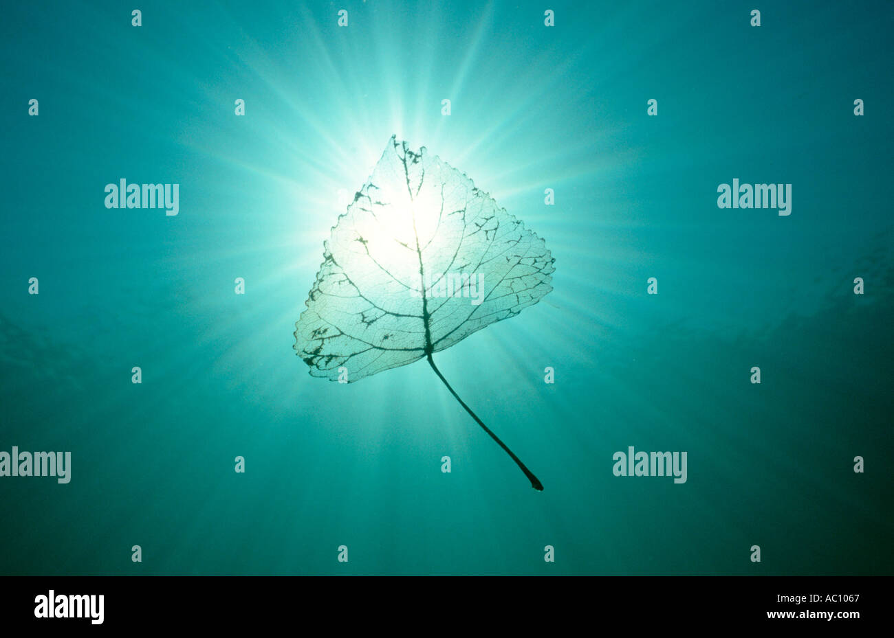 Leaf in water Stock Photo - Alamy