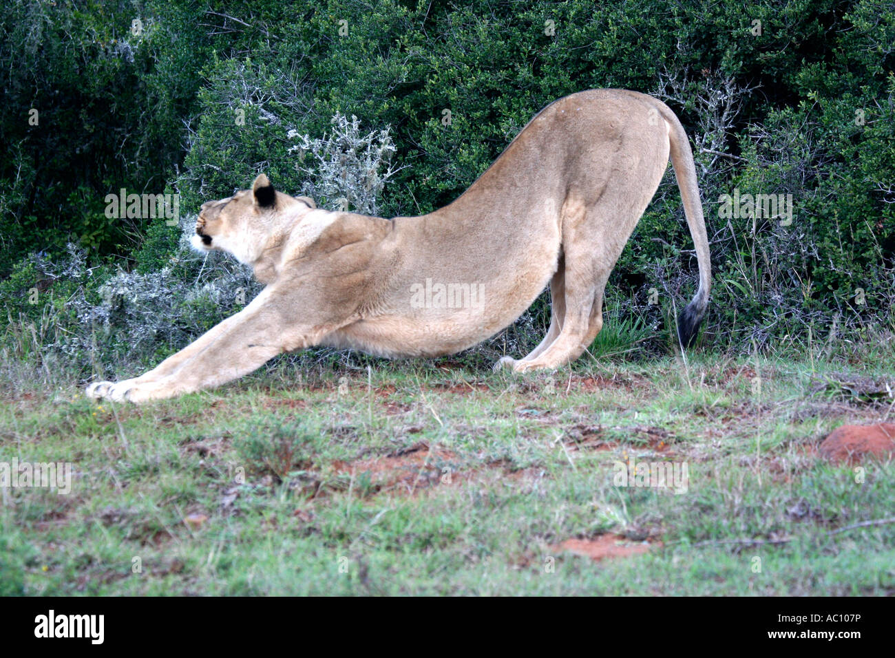 Stretching lioness, Panthera leo, Africa Stock Photo - Alamy