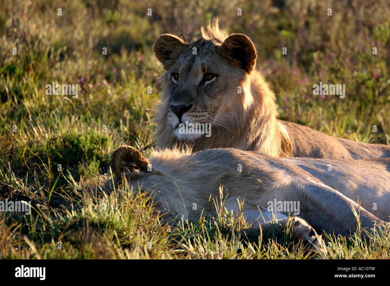 Lion, Panthera leo, S. Africa Stock Photo - Alamy
