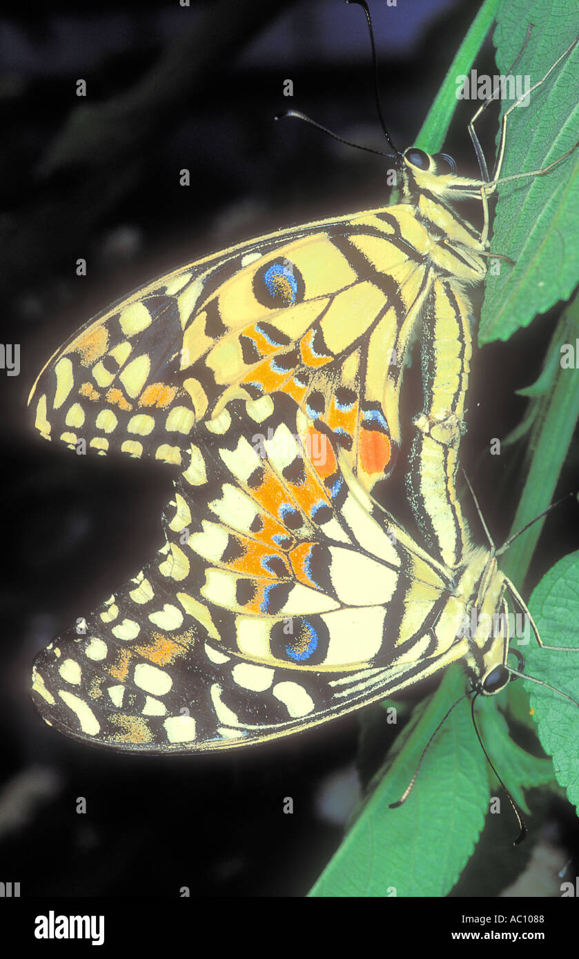 Chequered Swallowtail butterflies mating Papilio demolius Stock Photo ...