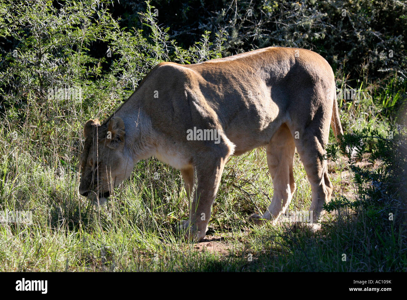 Lioness, Panthera leo, sniffing for smells in grass Africa Stock Photo ...