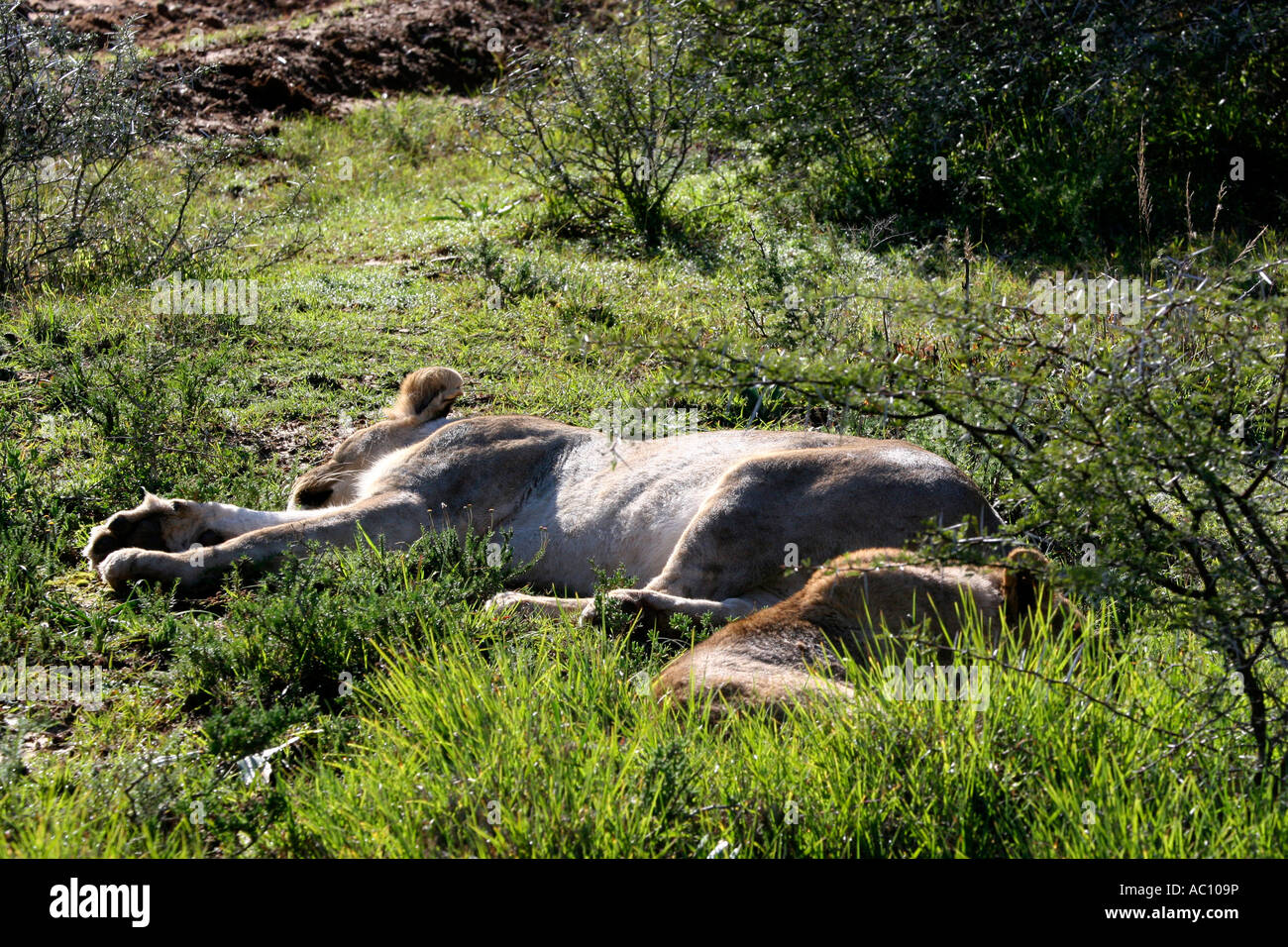 Lioness, Panthera leo, sleeping in grassland, Africa Stock Photo - Alamy