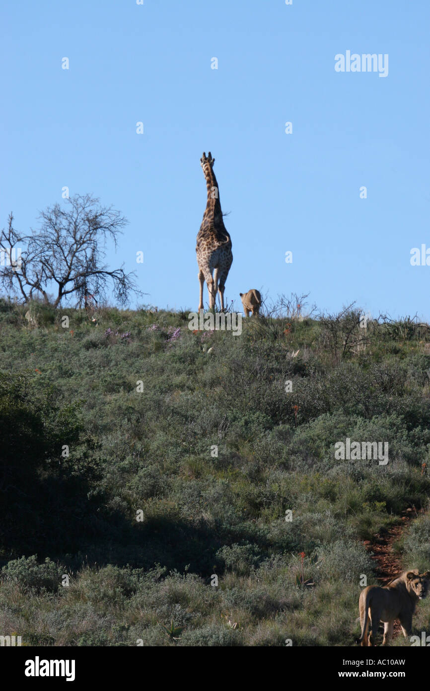 Africn lion, Panthera leo, hunting giraffe, S. Africa Stock Photo - Alamy