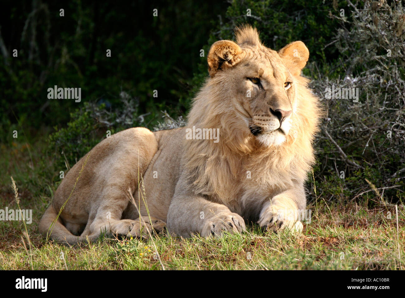 African lion, Panthera leo, resting in sun, S. Africa Stock Photo - Alamy