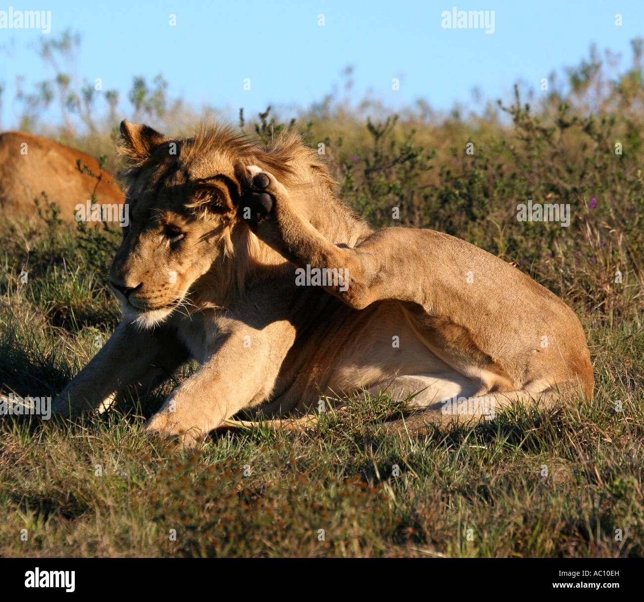 African lion, Panthera lion, scratching Stock Photo - Alamy