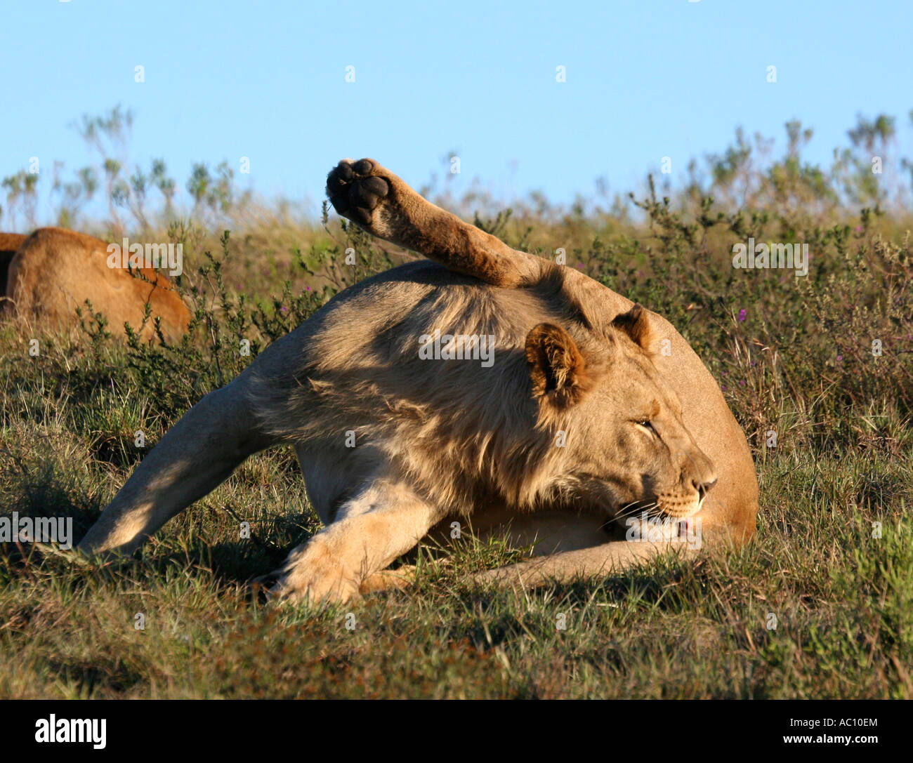 African lion, Panthera leo, washing, S Africa Stock Photo - Alamy