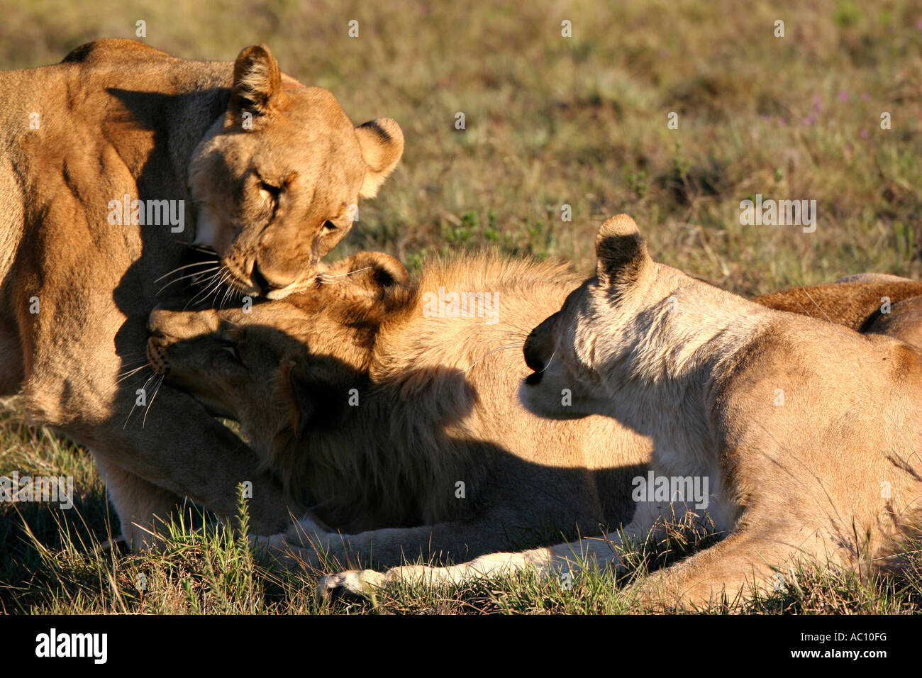 Family reunion, African lions, Panthera leo, S. Africa Stock Photo - Alamy