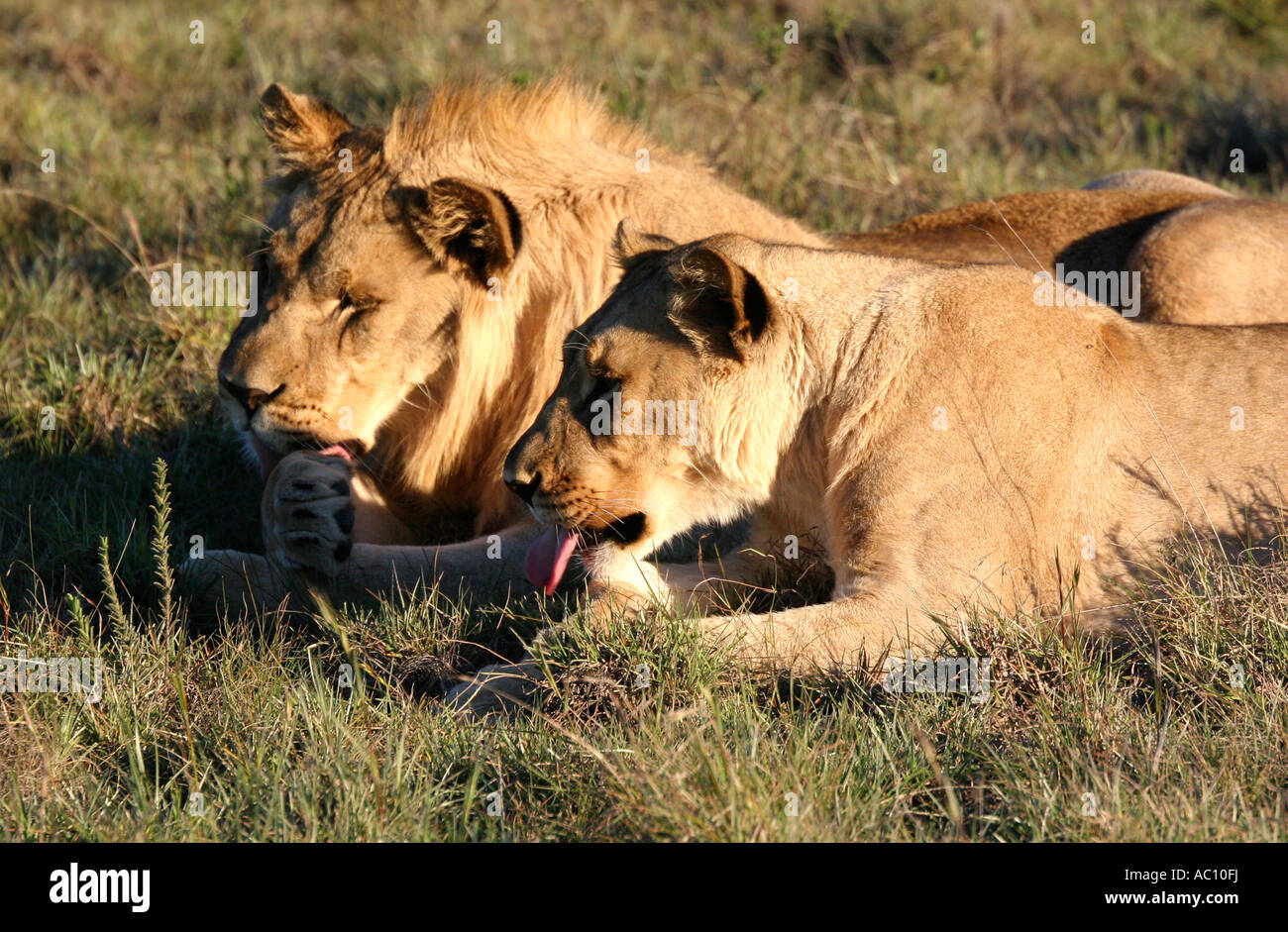 African lions, Pantera leo, resting in sunshine, S. Africa Stock Photo ...