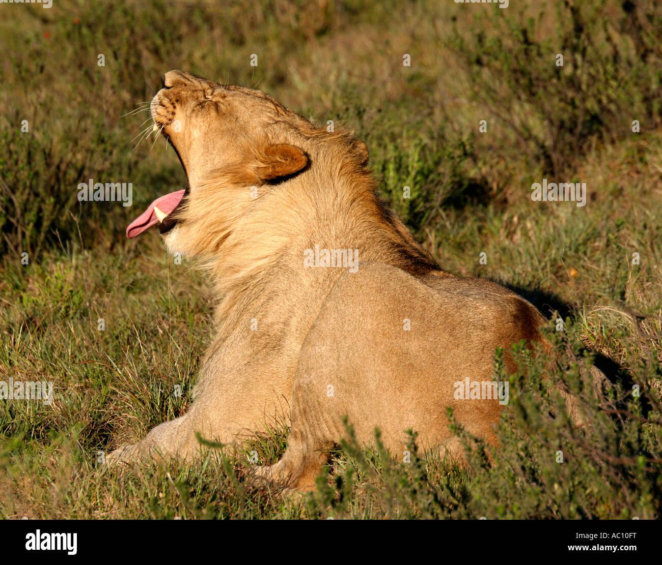 African lion ,Oanthera leo, yawning, S Africa Stock Photo - Alamy