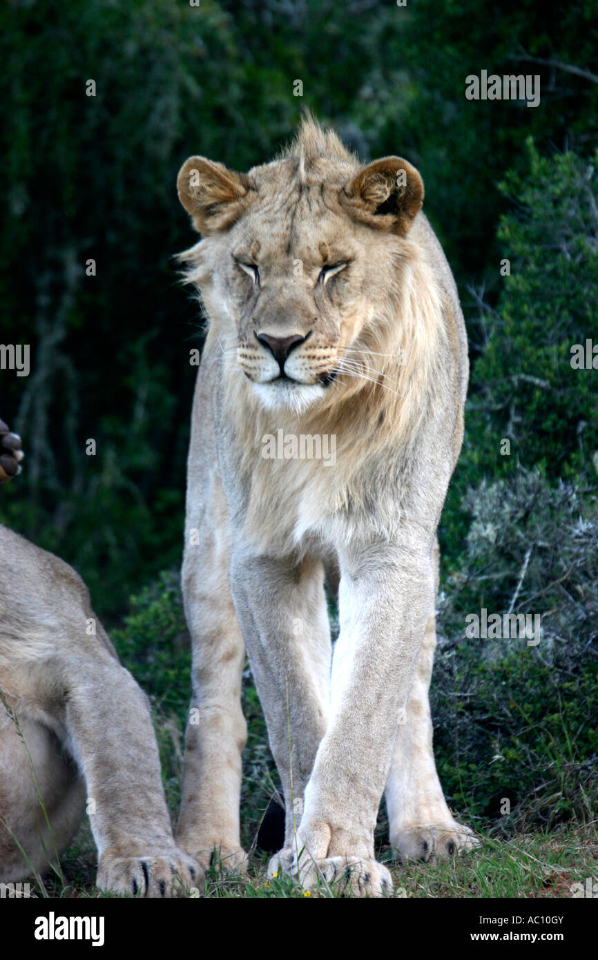 African lion, Panthera leo, stretching, Southern Africa Stock Photo - Alamy