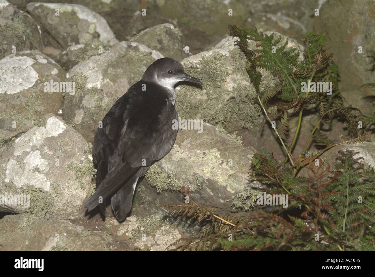 Manx shearwater burrow hi-res stock photography and images - Alamy