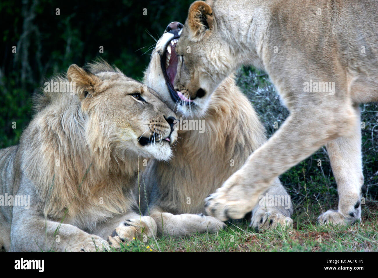 Lion reunion hi-res stock photography and images - Alamy