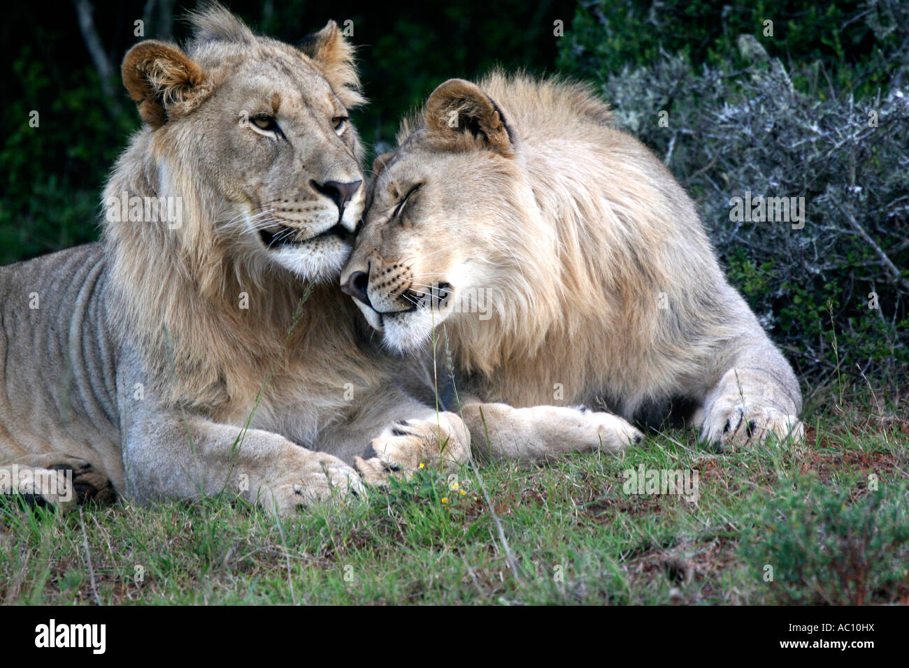 Affectionate lions, Panthera leo, Africa Stock Photo - Alamy