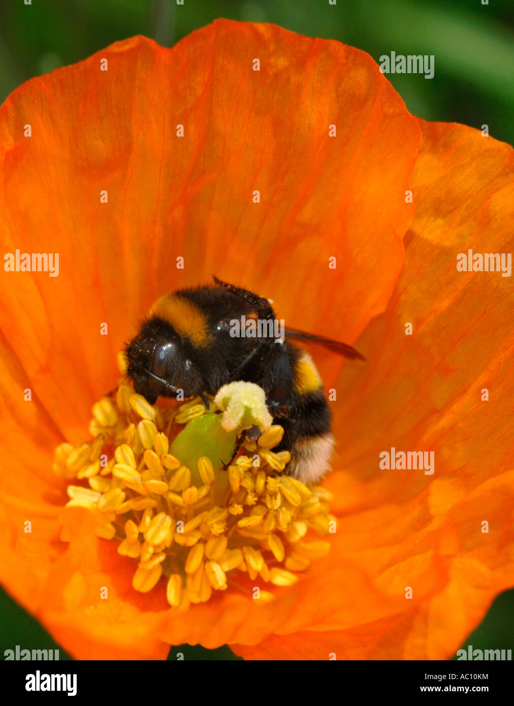 A Bee Gathering Pollen Inside An Orange Poppy Stock Photo - Alamy