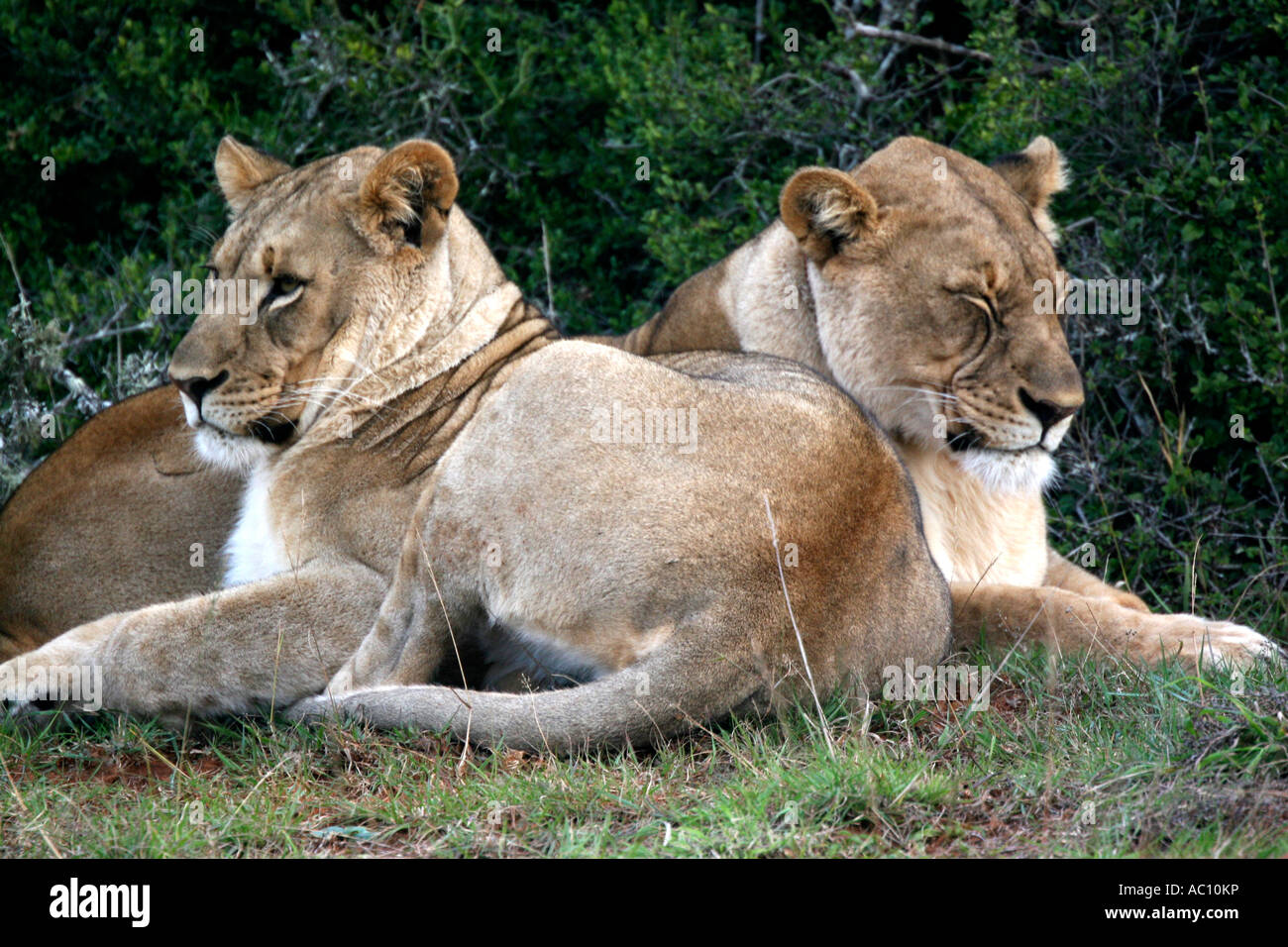 African Lions (lionesses), Panthera leo, resting in shade Stock Photo ...