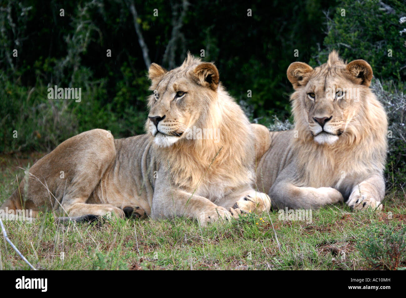 Lions, Panthera leo, resting near trees, Cape, South Africa Stock Photo ...
