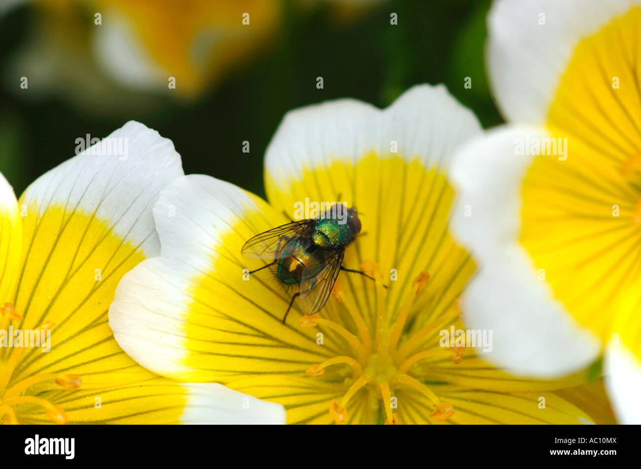 A Greenbottle Fly (Lucilia caesar) On A Poached Egg Plant Flower Stock ...