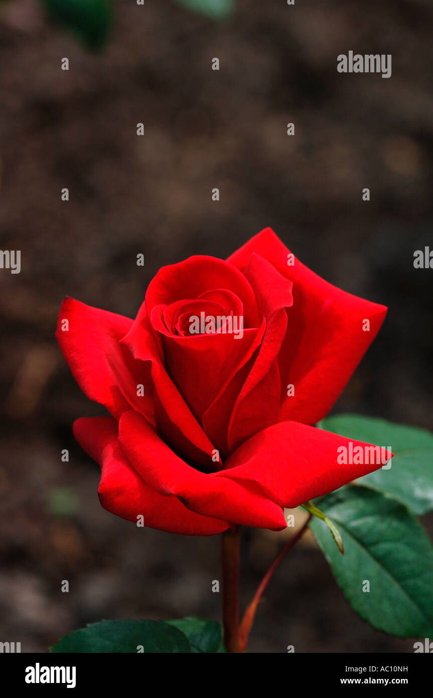 Single red rose hi-res stock photography and images - Alamy