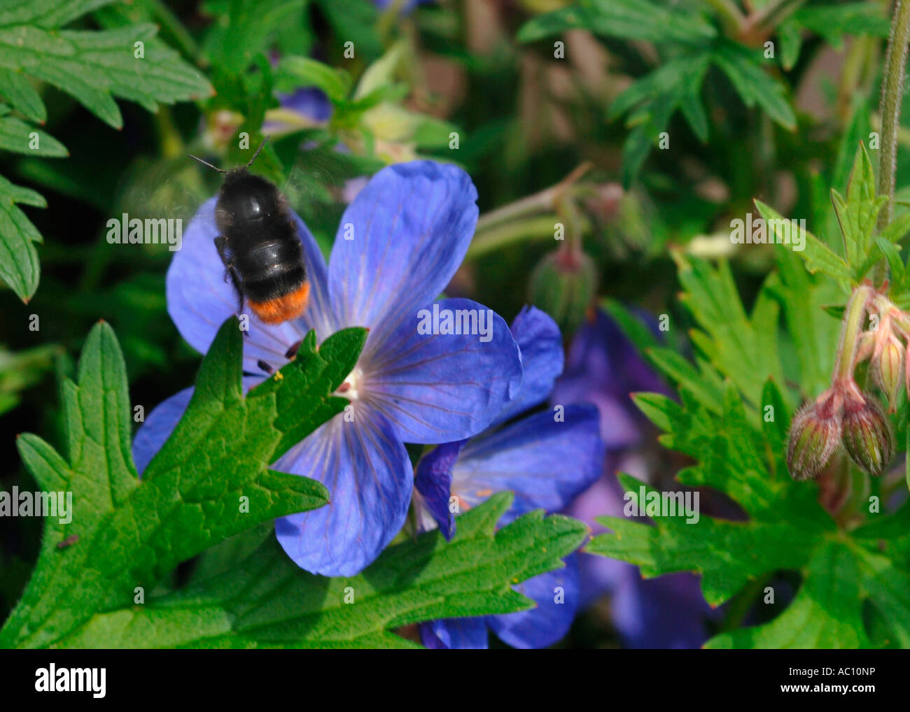 A Red Tailed Bumble Bee (Bombus lapidarius) Flying From A Species Of ...