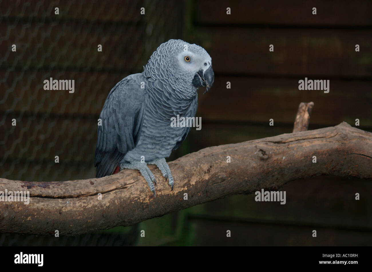 African Grey Parrot Stock Photo - Alamy