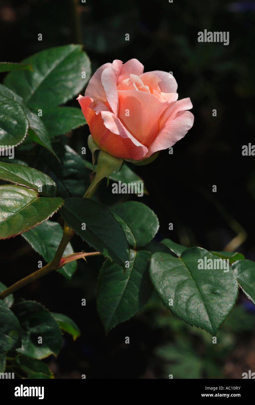 A Single Pink Rose In A Garden Named Sweetheart Stock Photo - Alamy