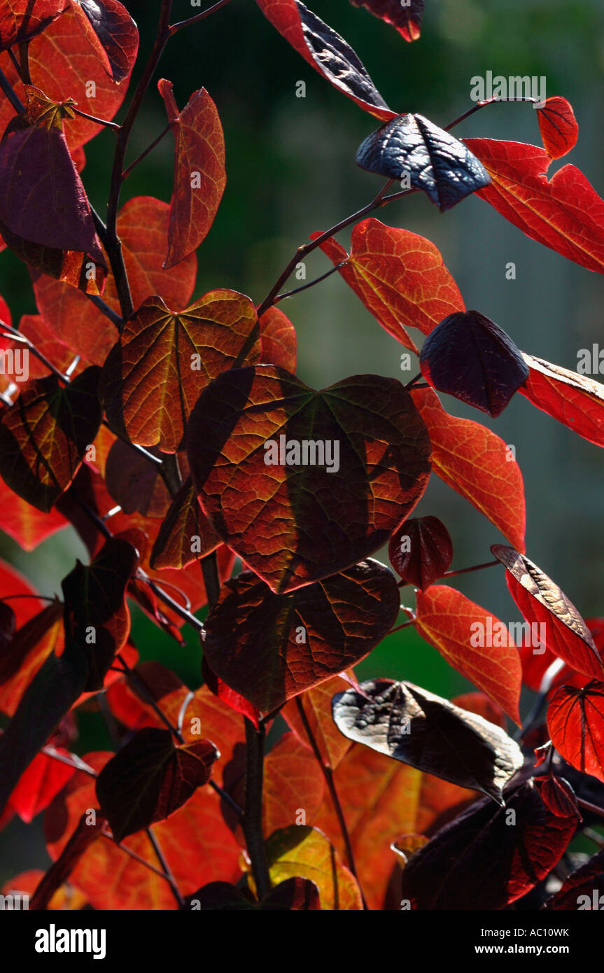 Cercis Canadensis Leaves Stock Photo - Alamy